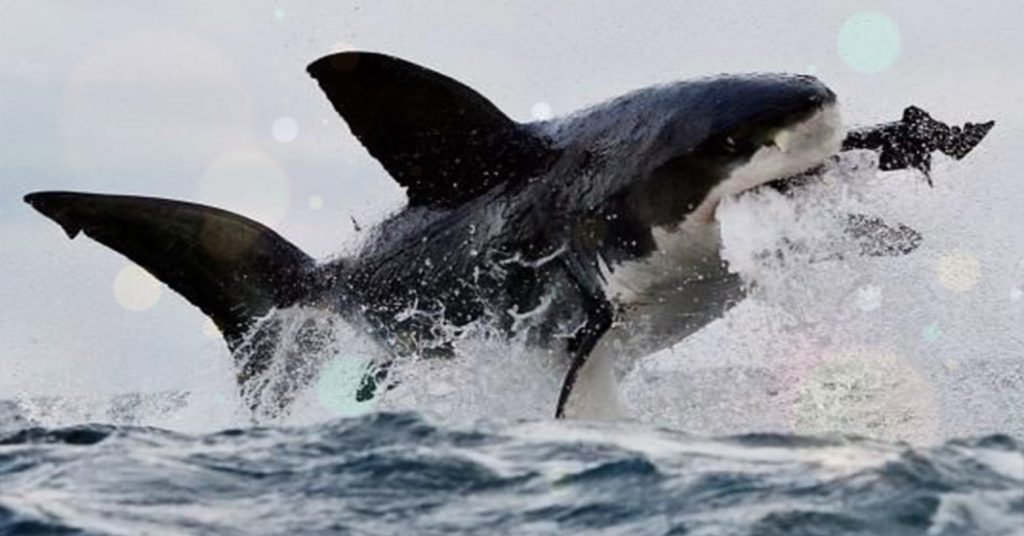 Shark Researcher & Marine Explorer Ryan Johnson