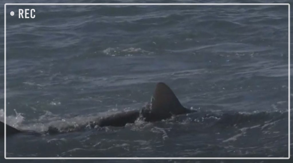 Stock Footage - PL-070. Great White Shark attacking Cape fur Seals ...
