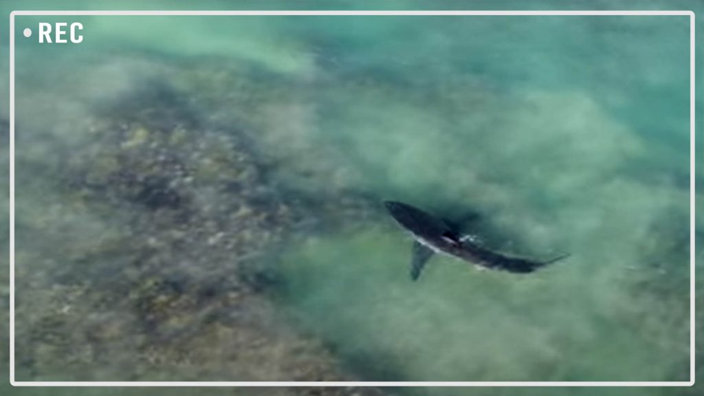 Stock Footage - PL-071. Great white shark attacks humpback whale - Ryan ...